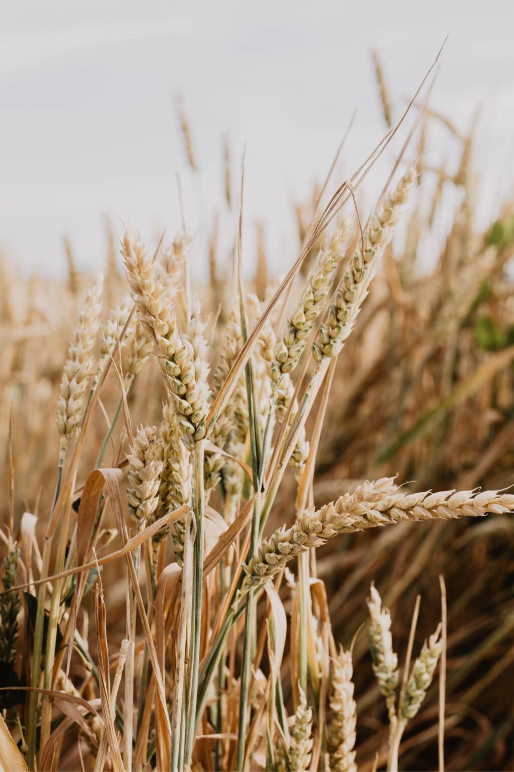 DIY Leinenhose selber nähen | Upcycling mit Schnittmuster | duni.cheri